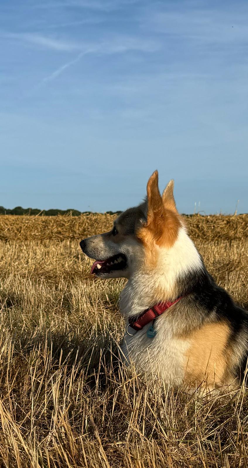 About Me – clare & the fox